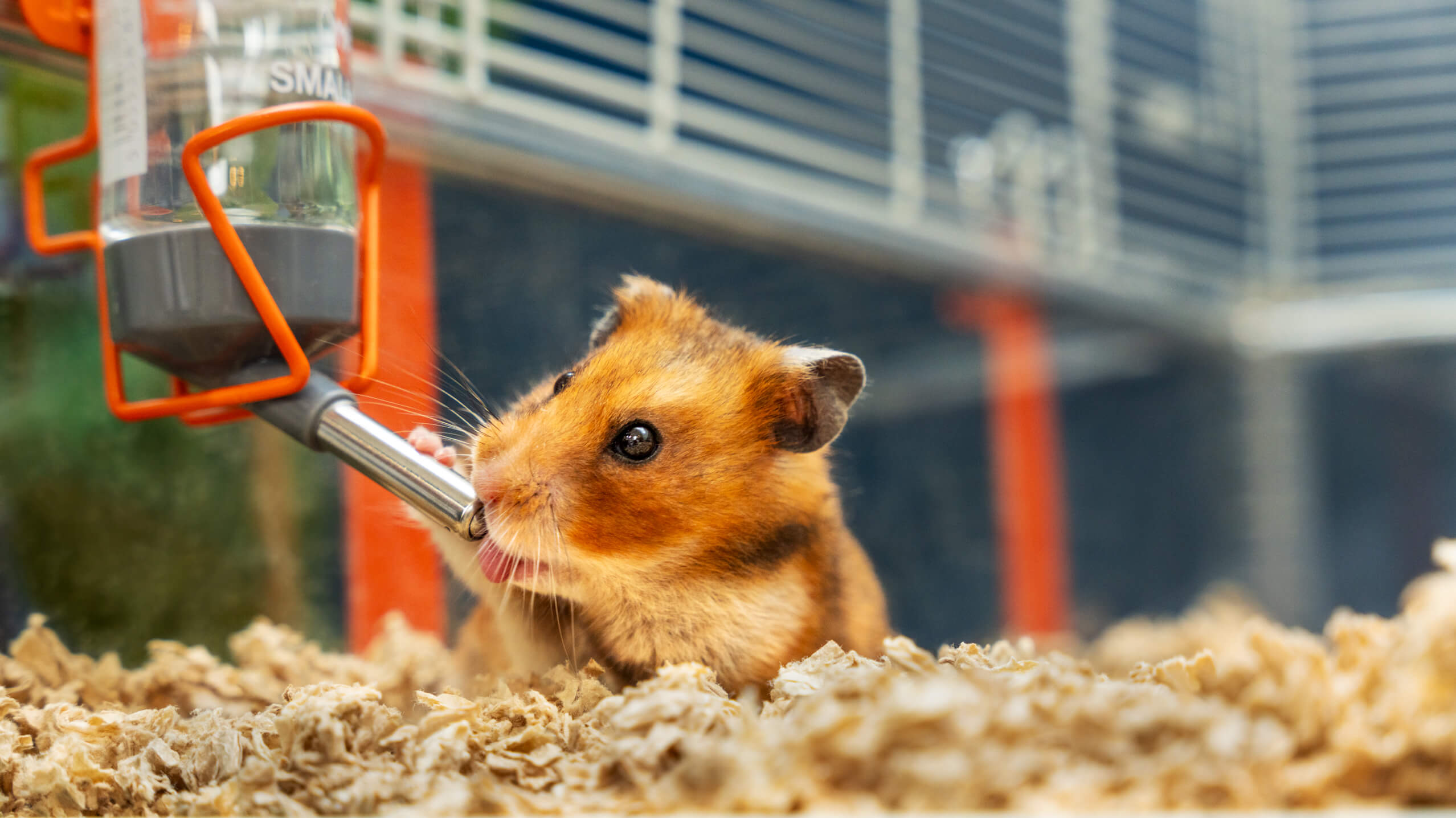 Hamster name inspiration - Omlet Blog UK