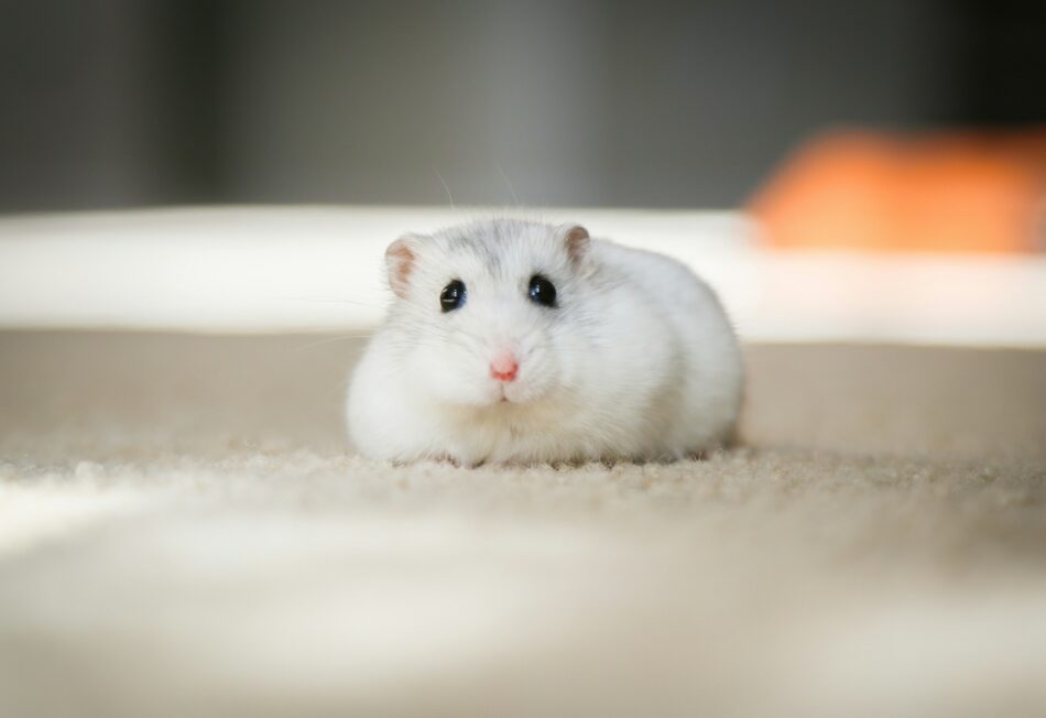 The history of the hamster - Omlet Blog UK