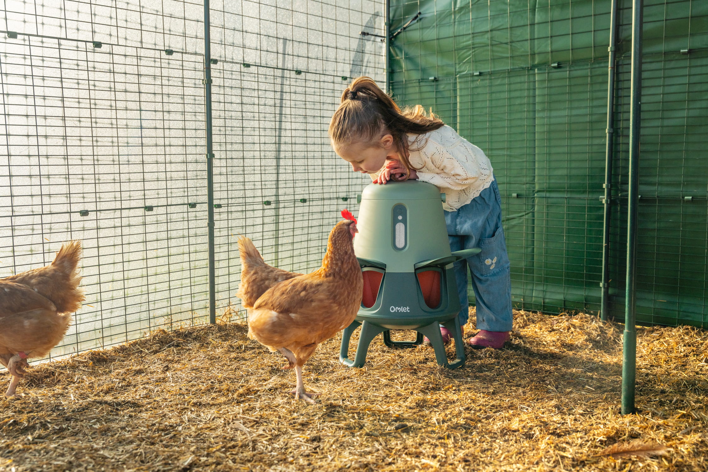 How to Raise Chickens as a Beginner Chicken Keeper - Omlet UK