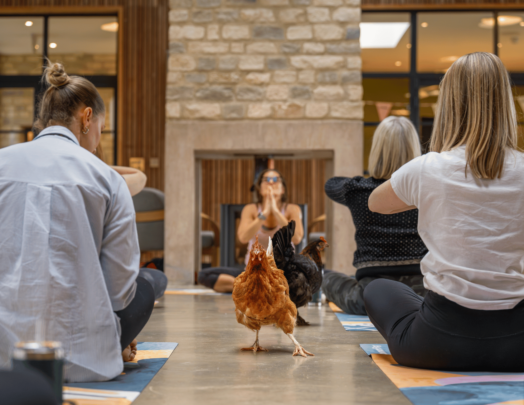 Zen Hens - Omlet does Chicken Yoga - Omlet Blog UK